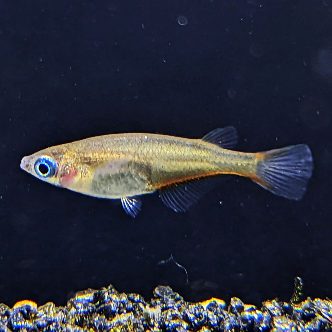 Nano Fish | Shop for Unique Nano Fish | Shrimpy Business