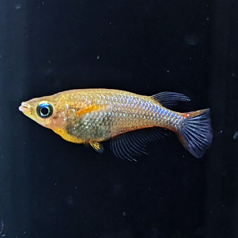 Nano Fish | Shop for Unique Nano Fish | Shrimpy Business