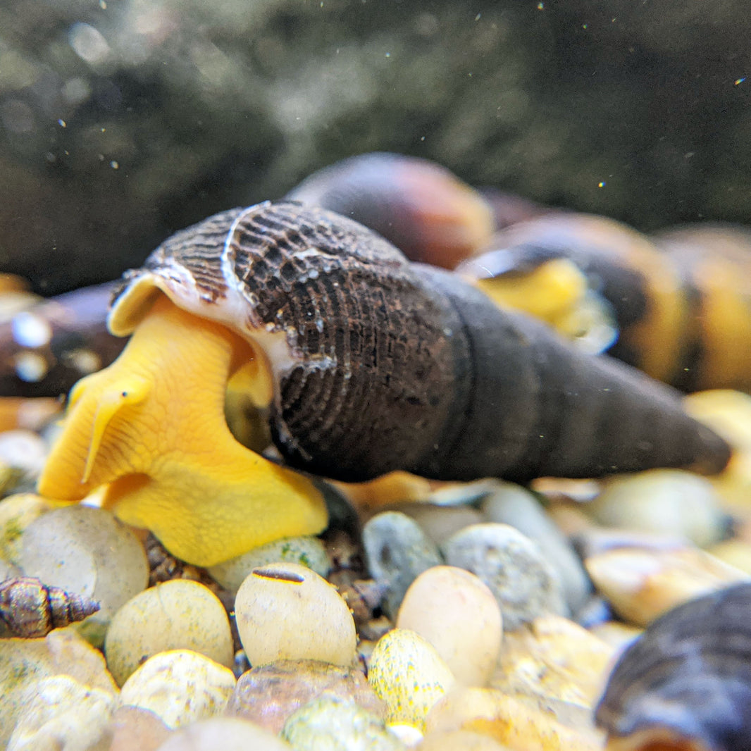 Freshwater Snails | Snails For Sale | Shrimpy Business