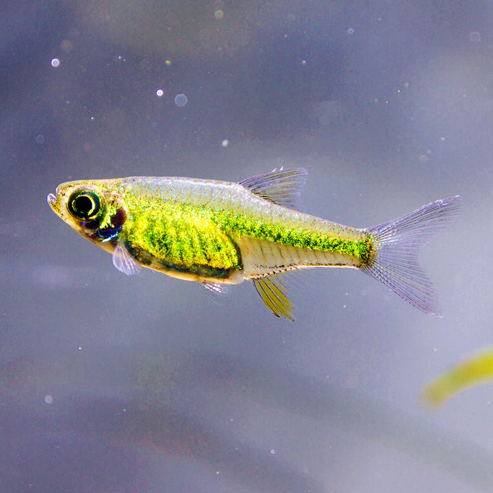 Nano Fish | Shop for Unique Nano Fish | Shrimpy Business