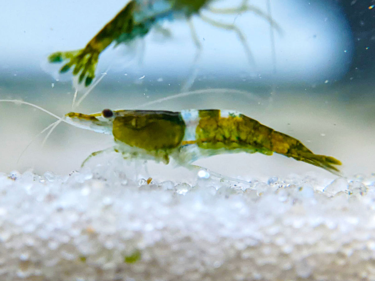 Green Rili Shrimp | Neocaridina Shrimp | Shrimpy Business