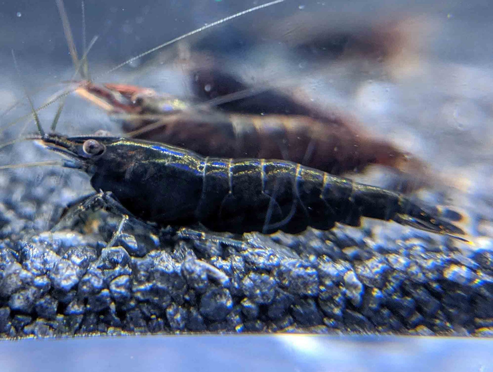 Neocaridina Skittle Pack | Live Shrimp | Neocaridina |Shrimpy Business