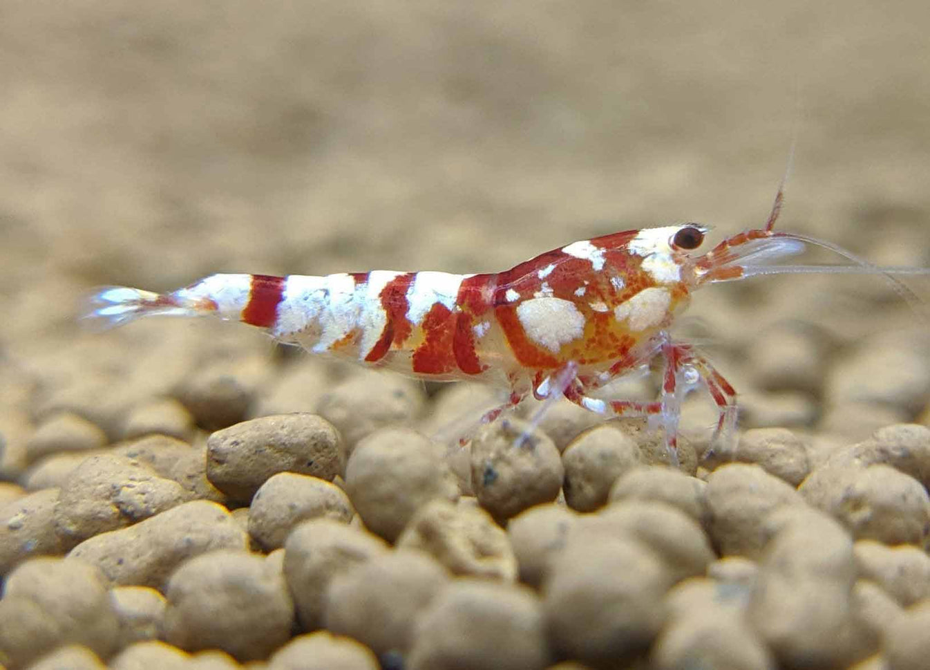 Red Fancy Tiger Shrimp | Caridina Shrimp | Shrimpy Business