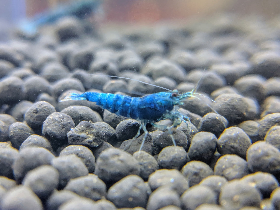 Extreme Blue Bolt Shrimp | Caridina Shrimp | Shrimpy Business