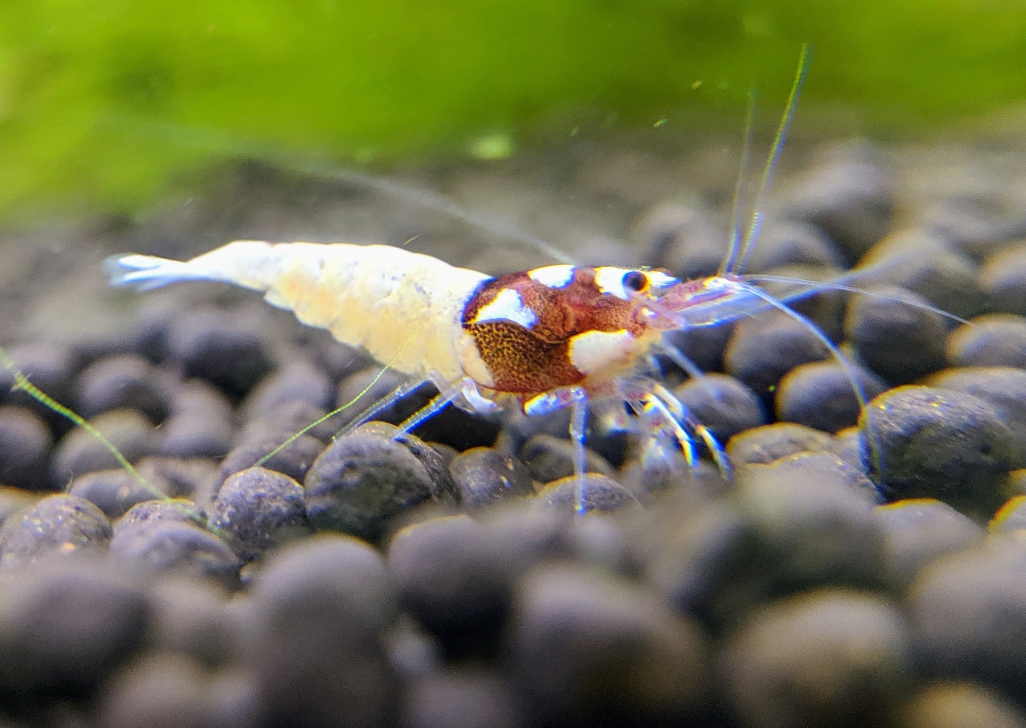 Red Pinto Shrimp | Red German Spotted Head Pinto | Shrimpy Business