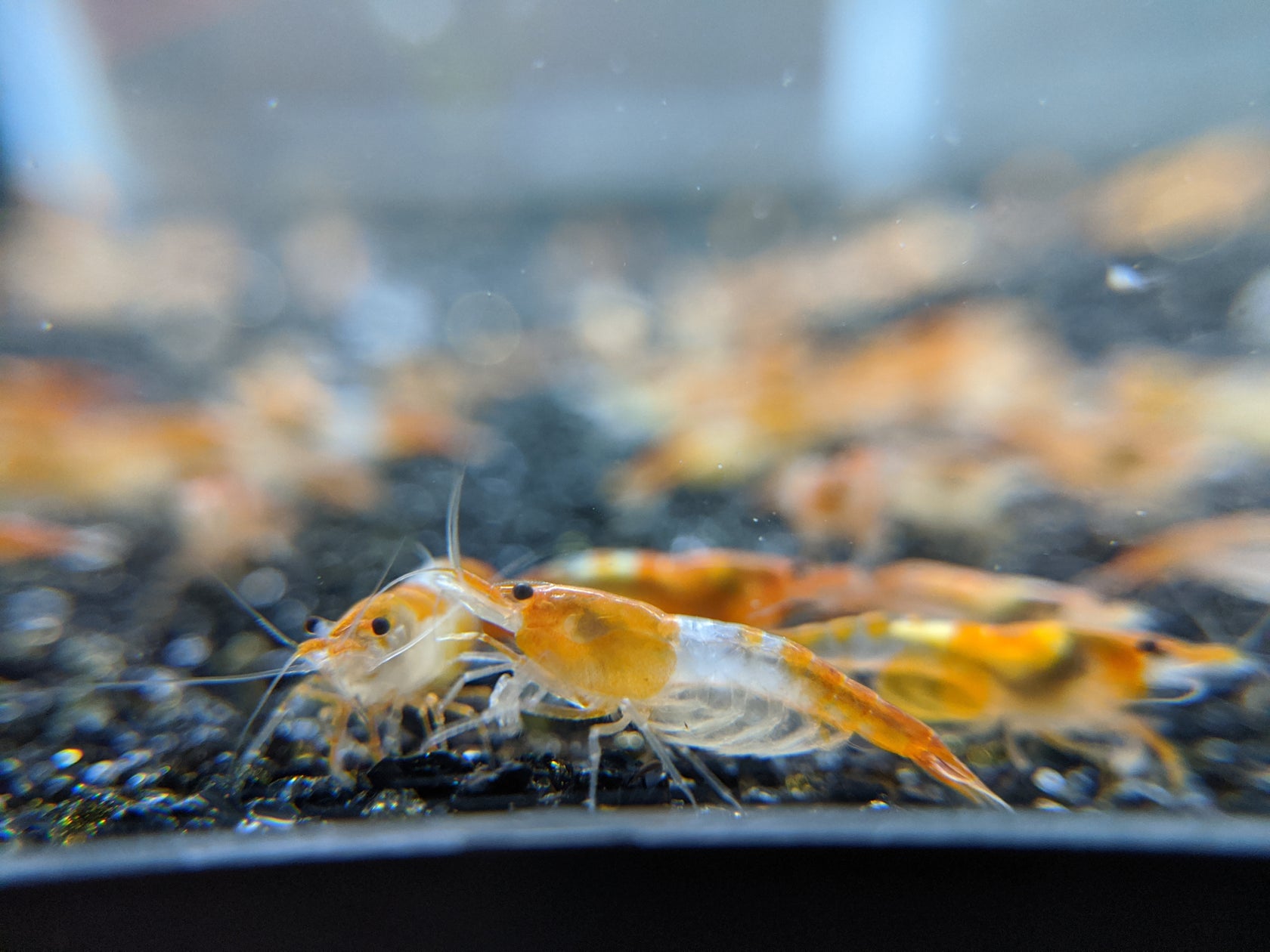 Orange RIli Shrimp | Neocaridina Shrimp | Shrimpy Business