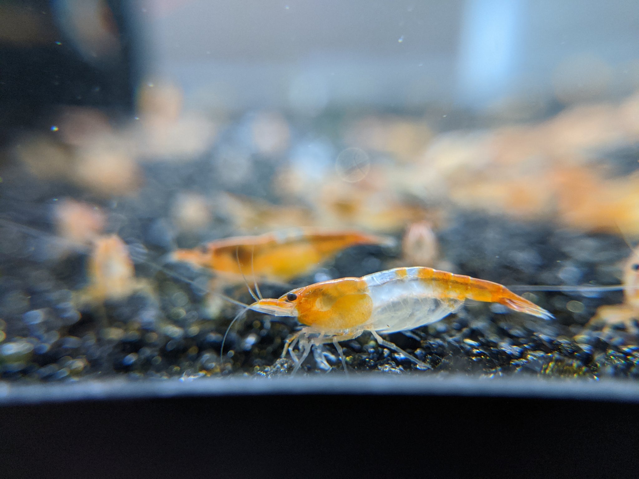 Orange RIli Shrimp | Neocaridina Shrimp | Shrimpy Business