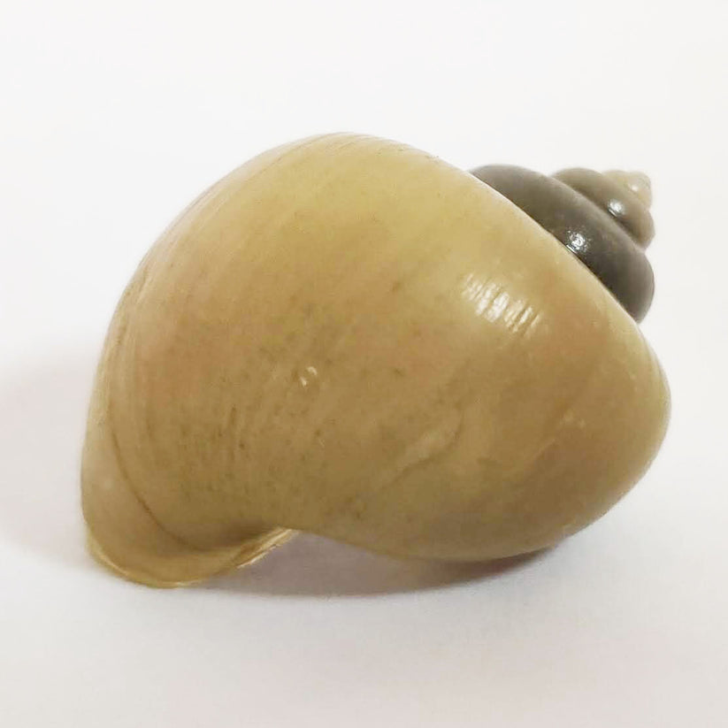 Ivory Mystery Snail | Freshwater Snails | Shrimpy Business