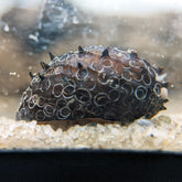 Freshwater Snails | Snails For Sale | Shrimpy Business