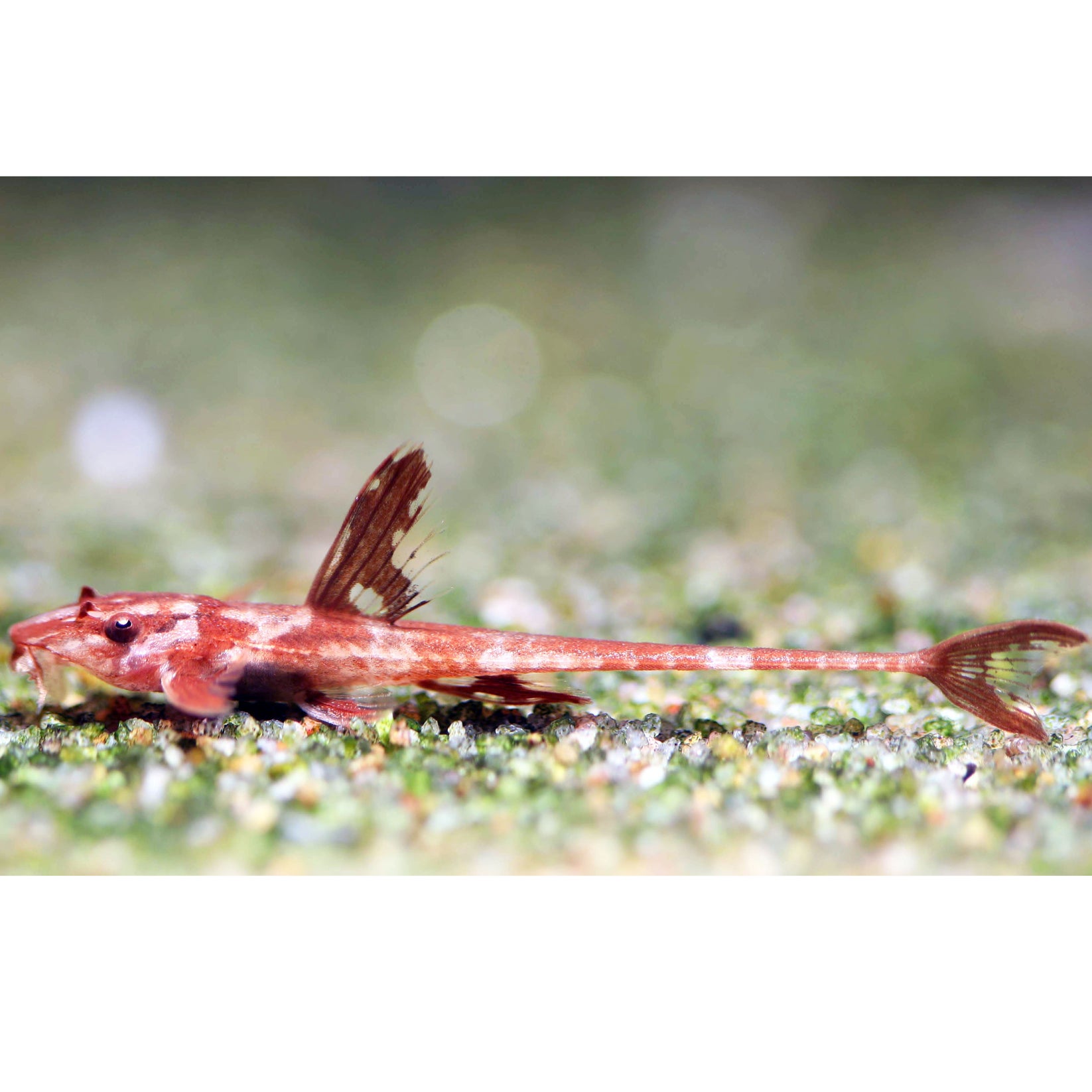 Red Lizard Whiptail Catfish (Tank-Bred) | Nano FIsh | Shrimpy Business