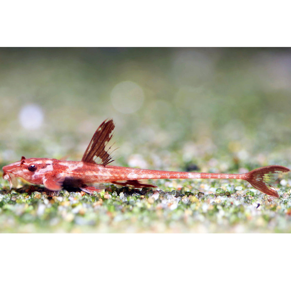 Red Lizard Whiptail Catfish (Tank-Bred) | Nano FIsh | Shrimpy Business