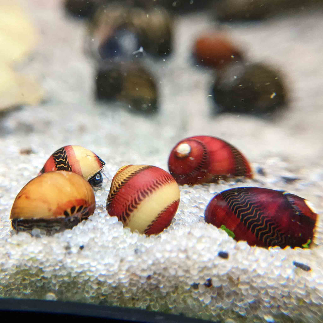 Freshwater Snails | Snails For Sale | Shrimpy Business