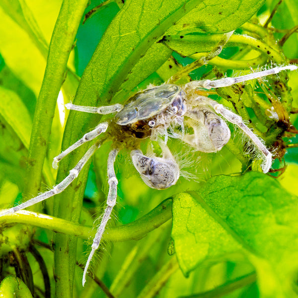 Shop Thai Micro Crabs Now | Shrimpy Business