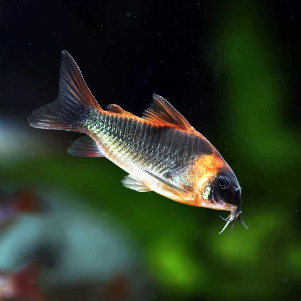 Orange Venezuelan Corydoras | Nano FIsh | Shrimpy Business