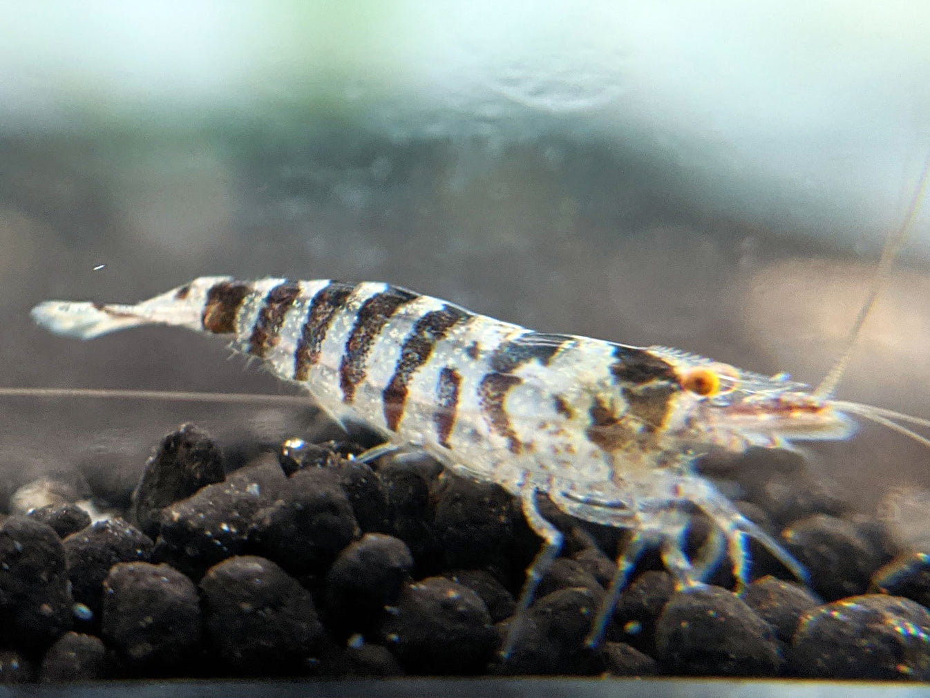 Zebra Babaulti Shrimp | Caridina Shrimp | Shrimpy Business