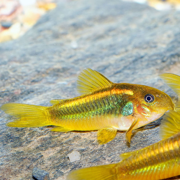 Discover Corydoras | Cute, Clean-Up Crew with Big Personality