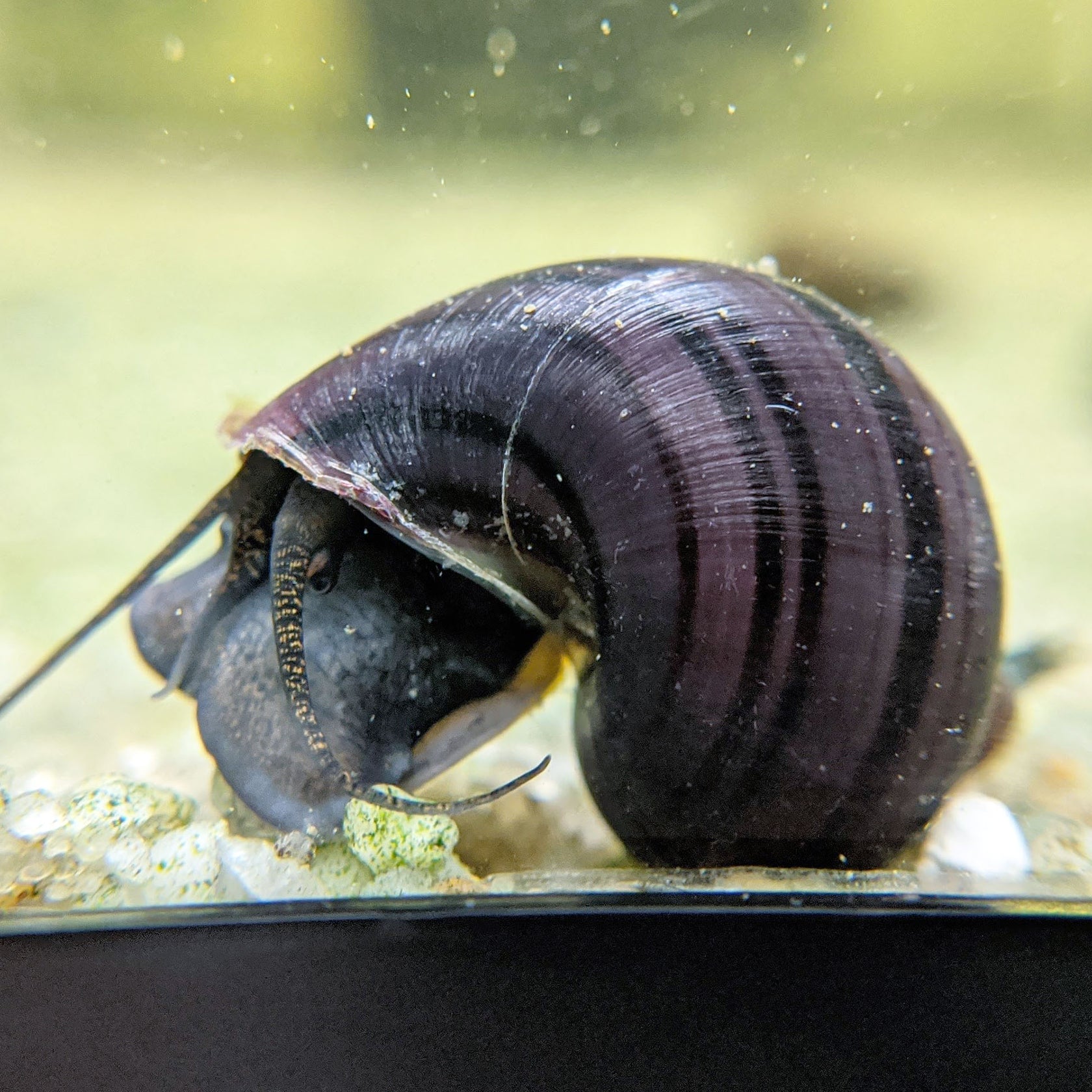 Purple Mystery Snail | Freshwater Snails | Shrimpy Business