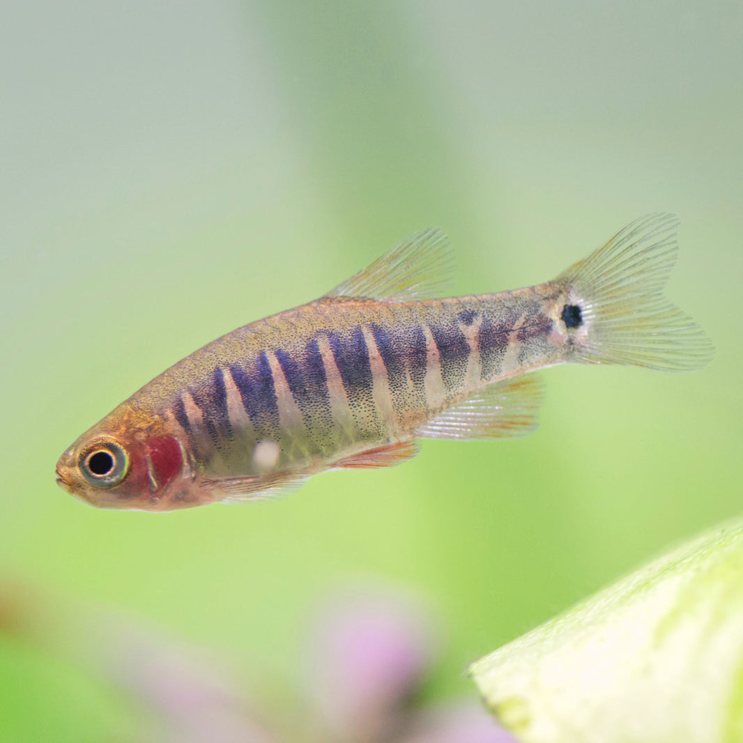 Nano Fish | Shop for Unique Nano Fish | Shrimpy Business