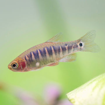 Nano Fish | Shop for Unique Nano Fish | Shrimpy Business